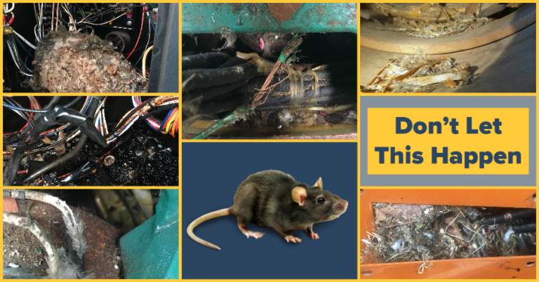 Rodents Kill Generators - Here's How to Stop Them - P3 Generator Services